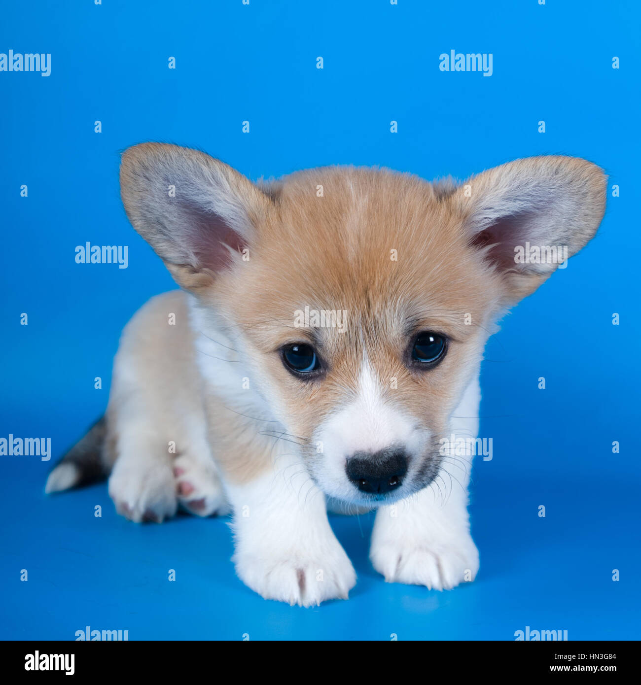 Two month Pembroke Welsh Corgi purebred puppy on blue background Stock ...