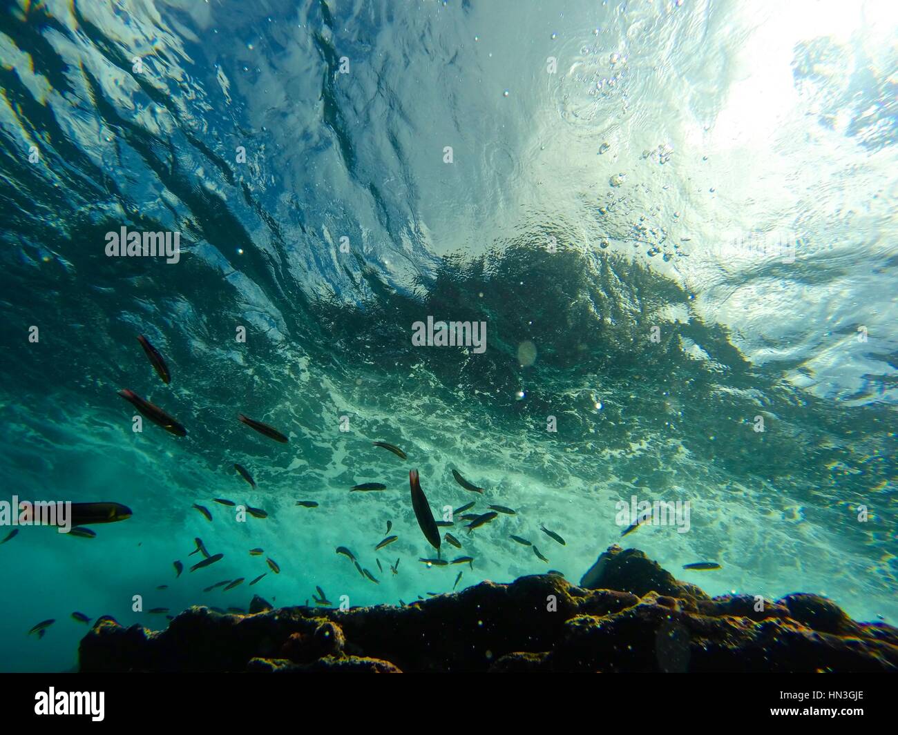 Underwater view tropical fish swimming hi-res stock photography and ...