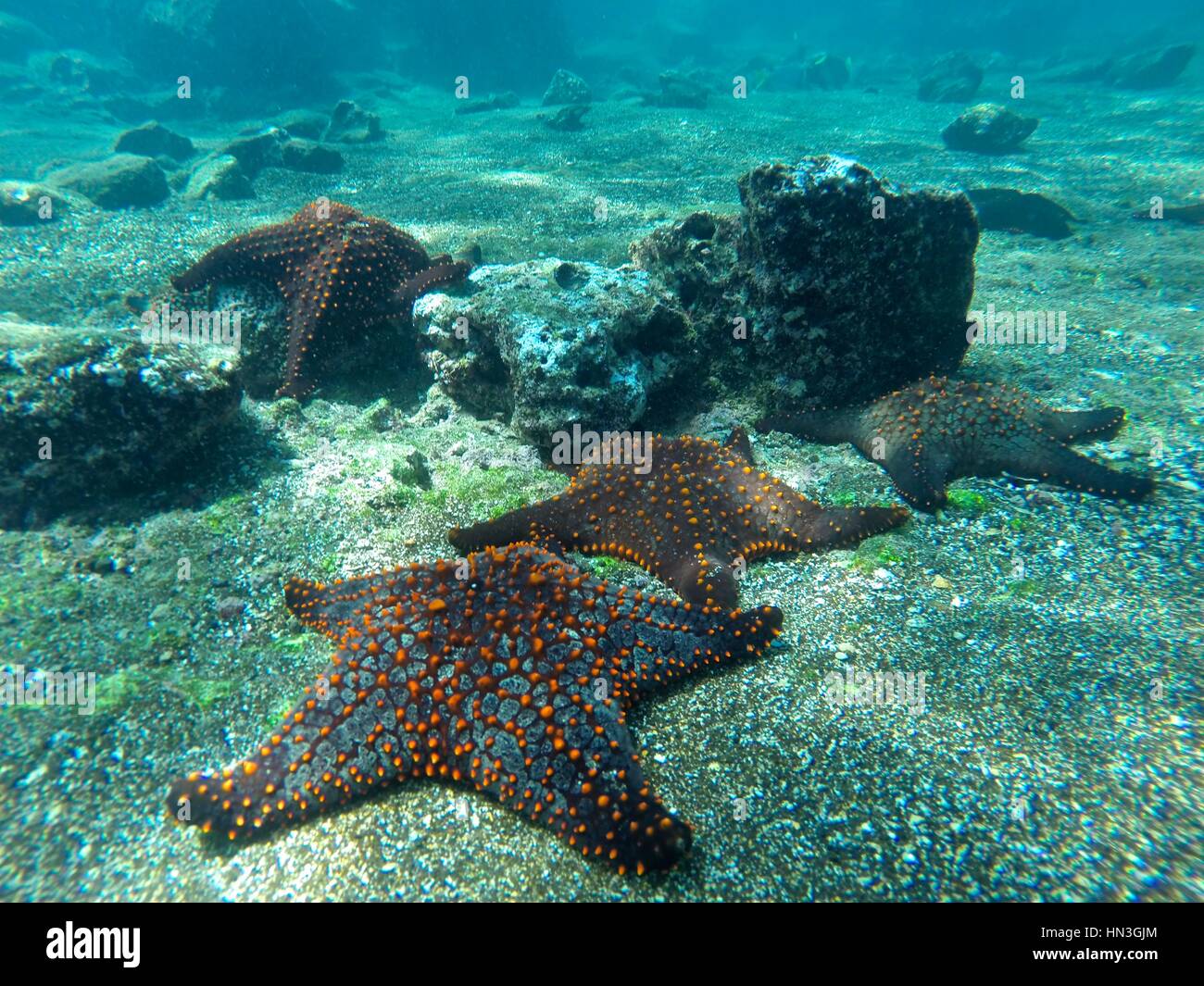 Starfish galapagos islands hi-res stock photography and images - Alamy