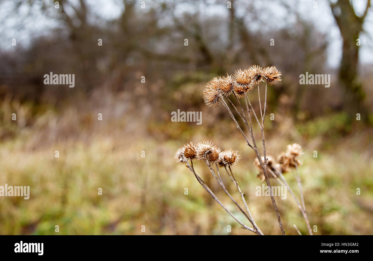 stem dried high grass on gloomy cold late autumn day closeup Stock ...