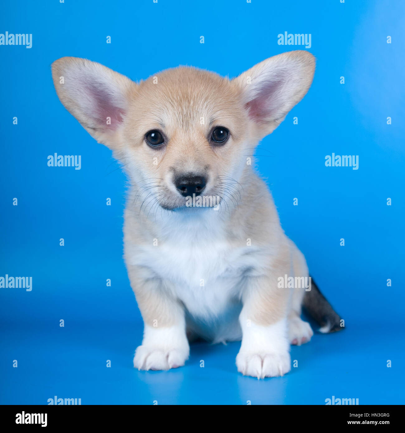 Two month Pembroke Welsh Corgi purebred puppy on blue background ...