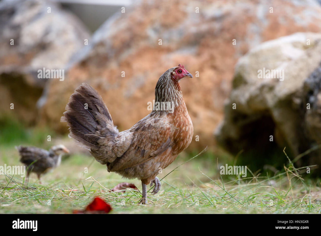 Feral hen with chick on Kauai, Hawaii, USA Stock Photo - Alamy