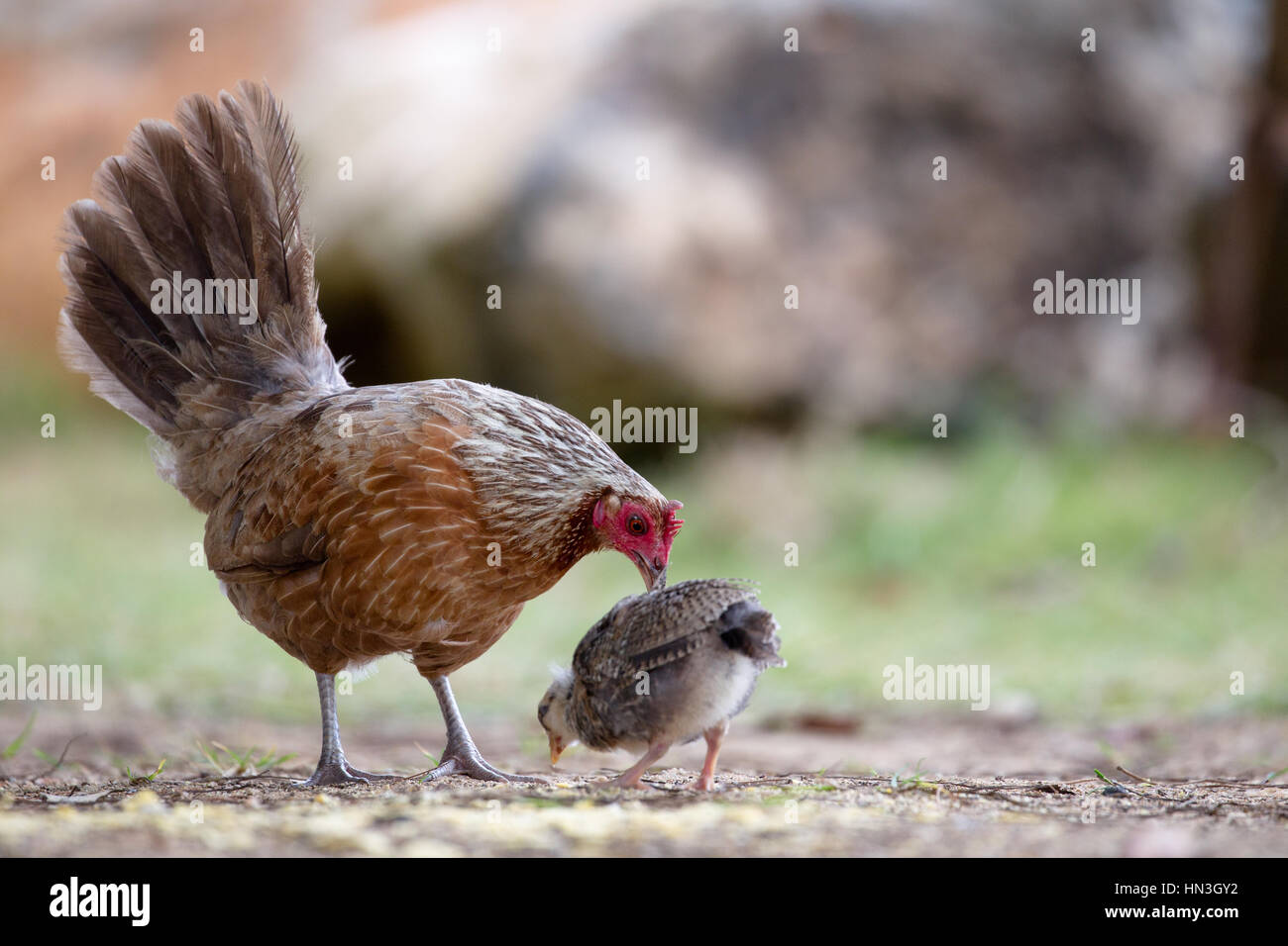 Feral hen with chick on Kauai, Hawaii, USA Stock Photo - Alamy