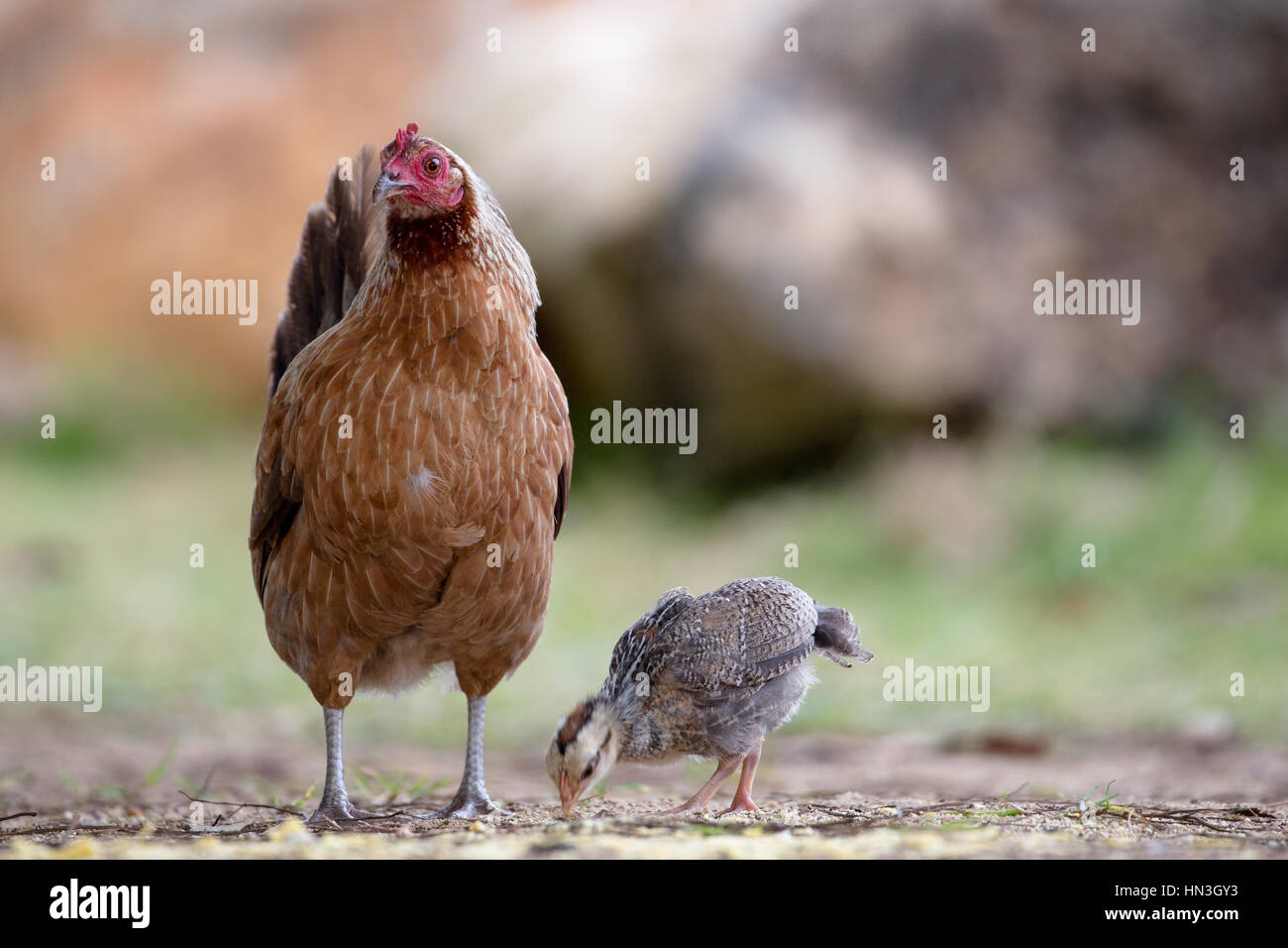 Feral hen with chick on Kauai, Hawaii, USA Stock Photo - Alamy