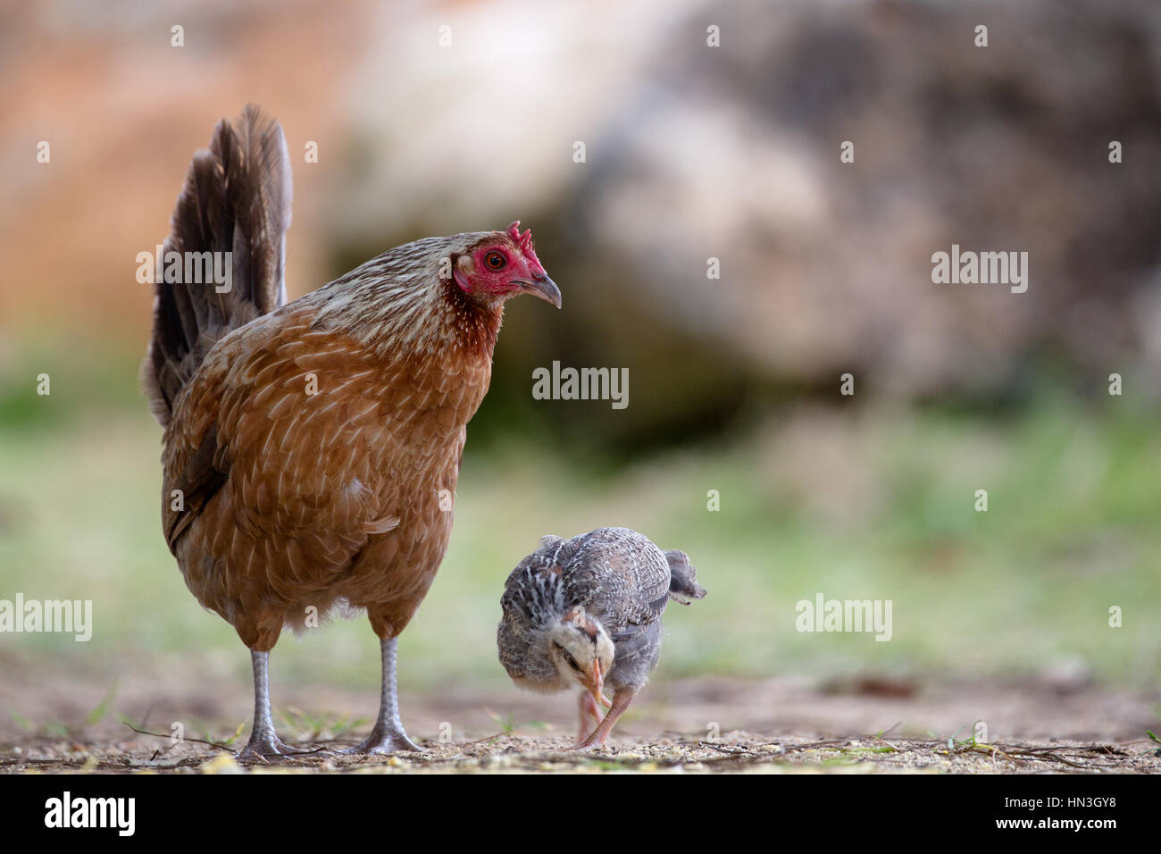 Feral hen with chick on Kauai, Hawaii, USA Stock Photo - Alamy