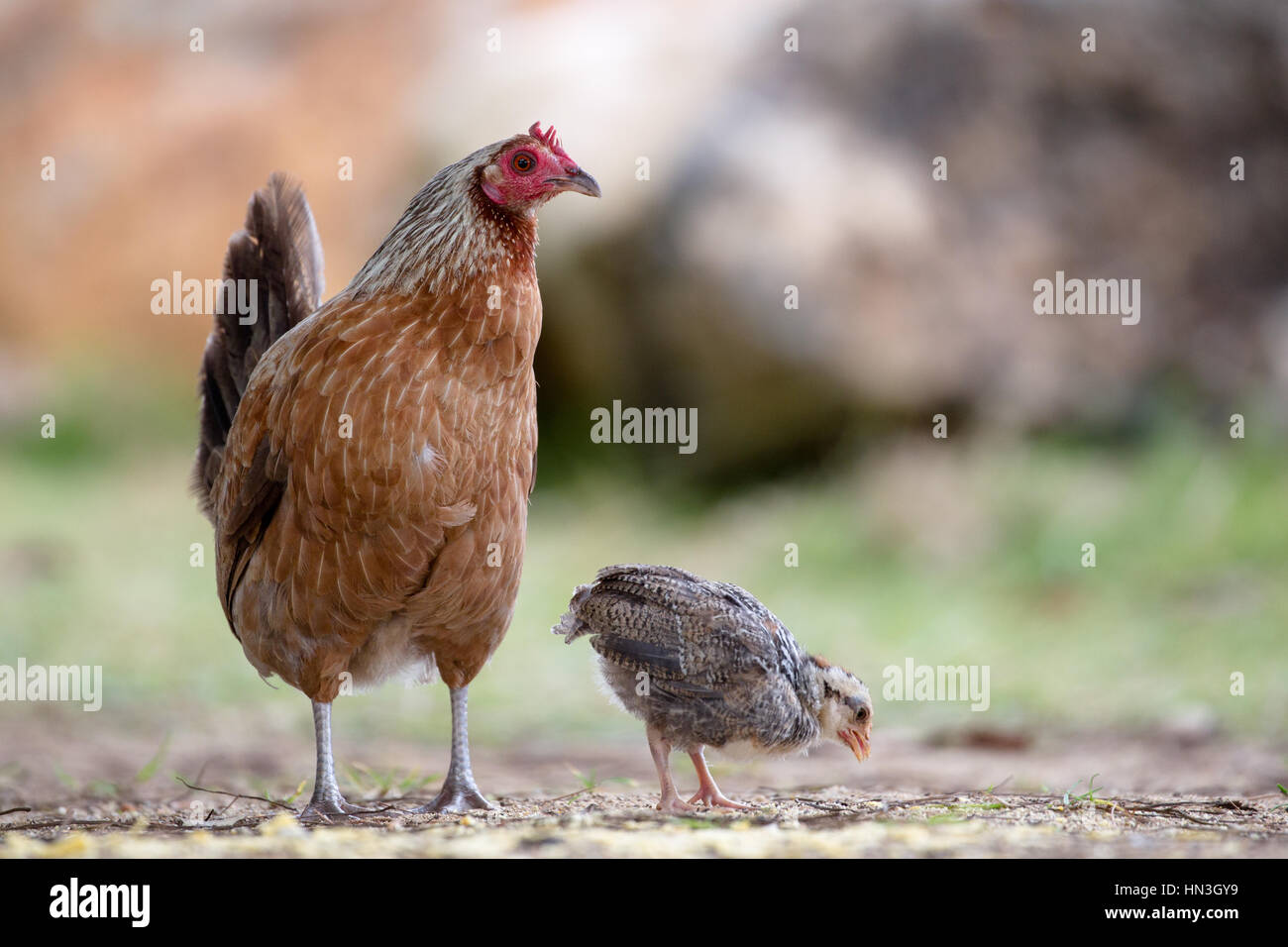 Feral hen with chick on Kauai, Hawaii, USA Stock Photo - Alamy