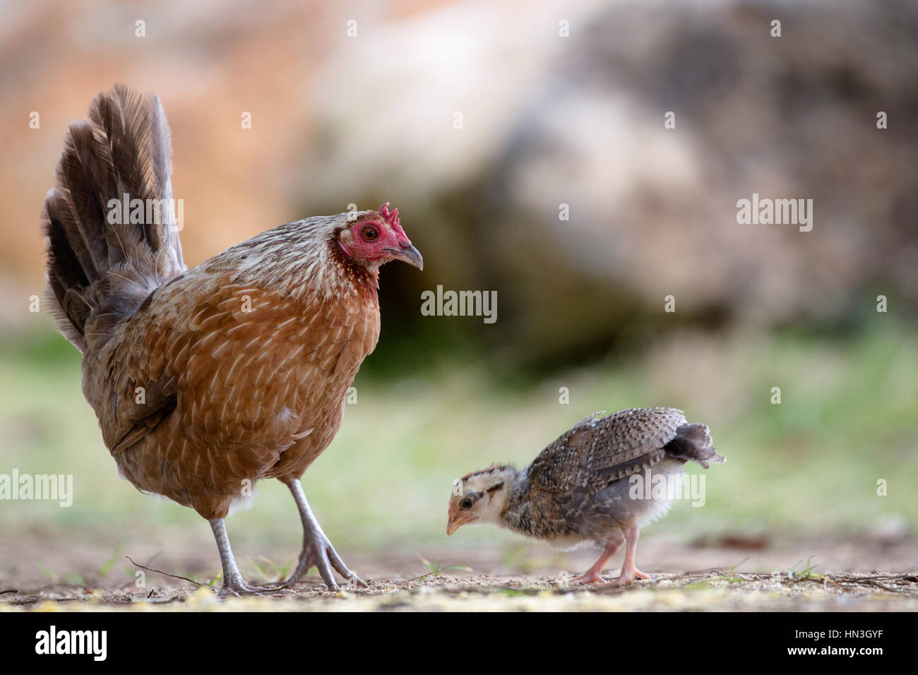 Feral hen with chick on Kauai, Hawaii, USA Stock Photo - Alamy