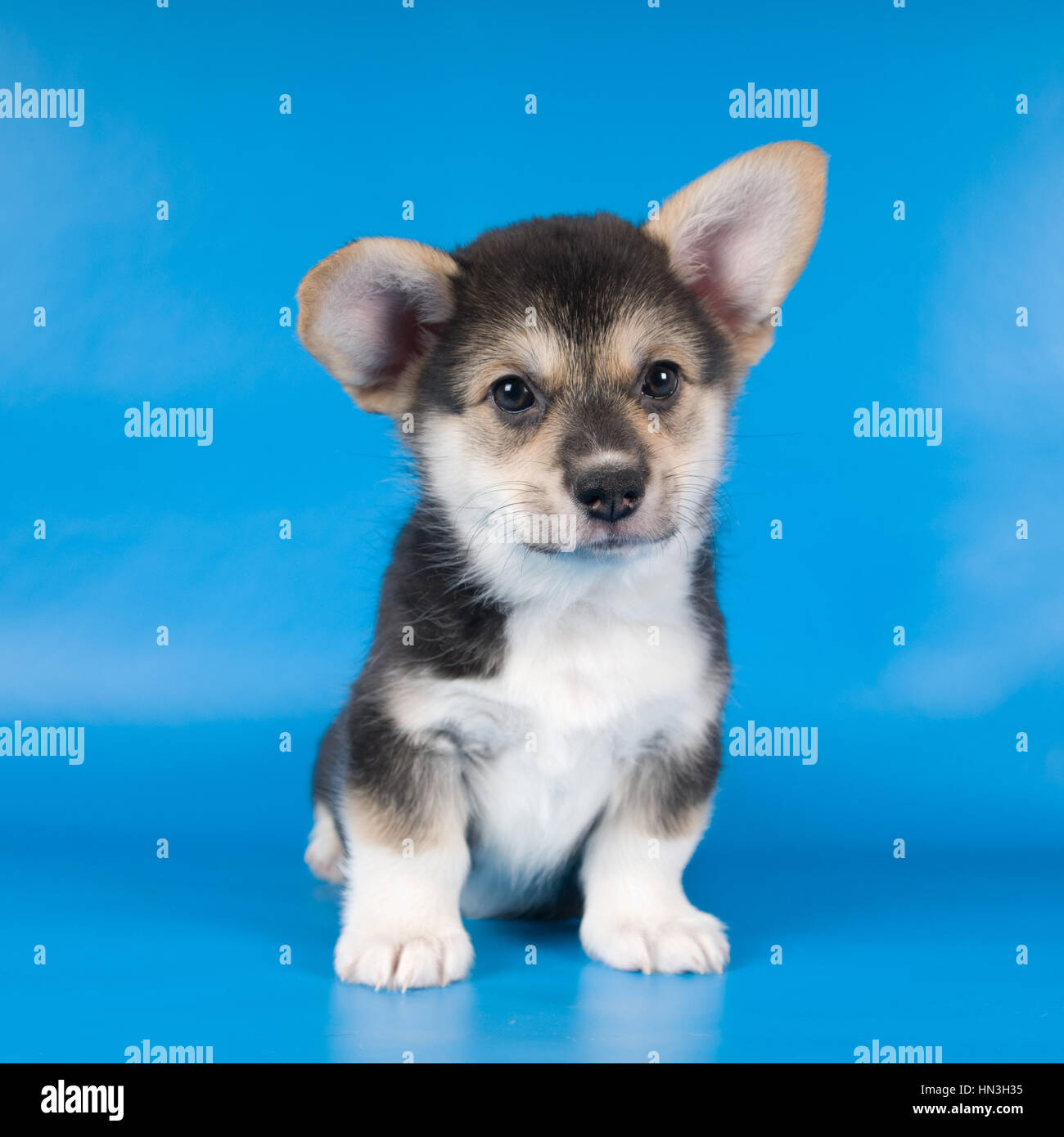 Two month Pembroke Welsh Corgi purebred puppy on blue background ...