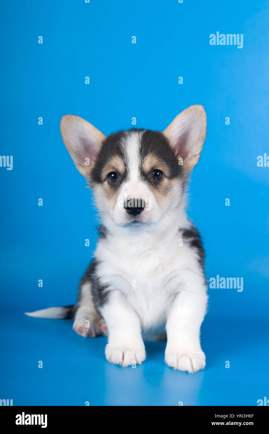 Two month Pembroke Welsh Corgi purebred puppy on blue background ...