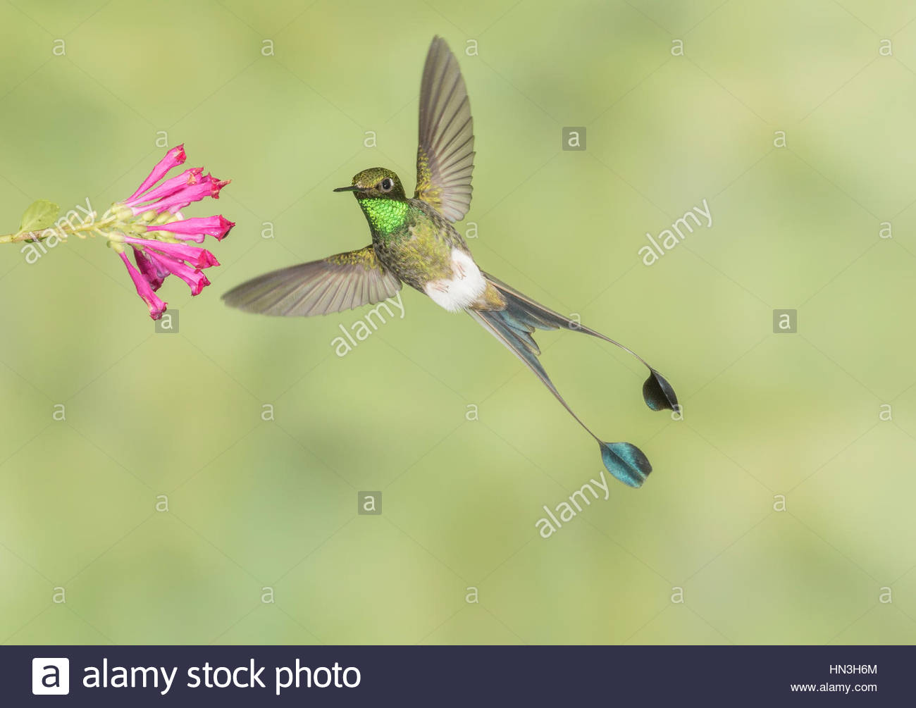 Split Tail High Resolution Stock Photography and Images - Alamy