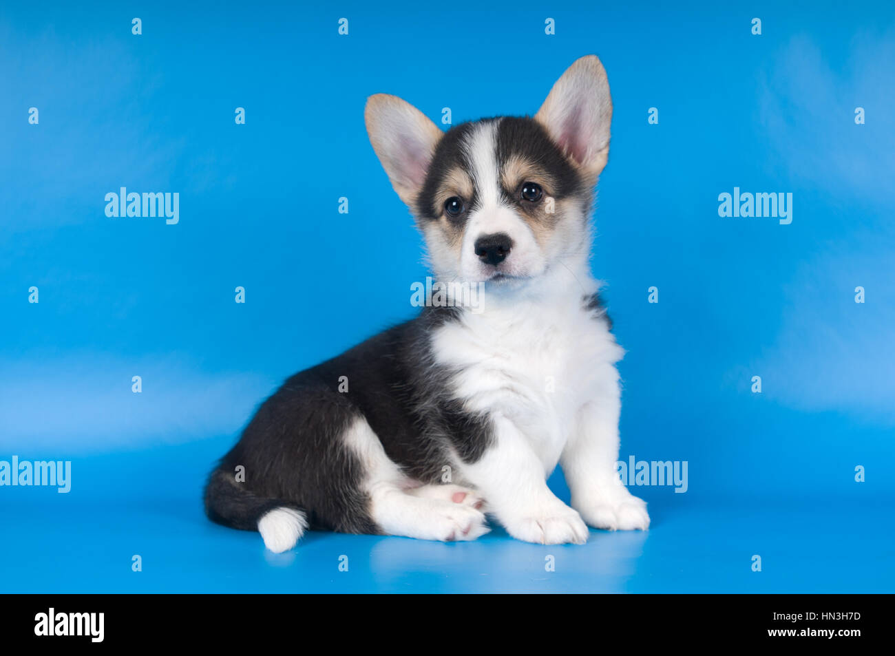 Two month Pembroke Welsh Corgi purebred puppy on blue background ...