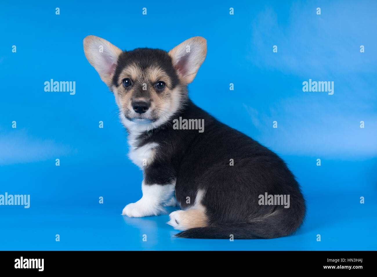 Back and white welsh corgi hi-res stock photography and images - Alamy