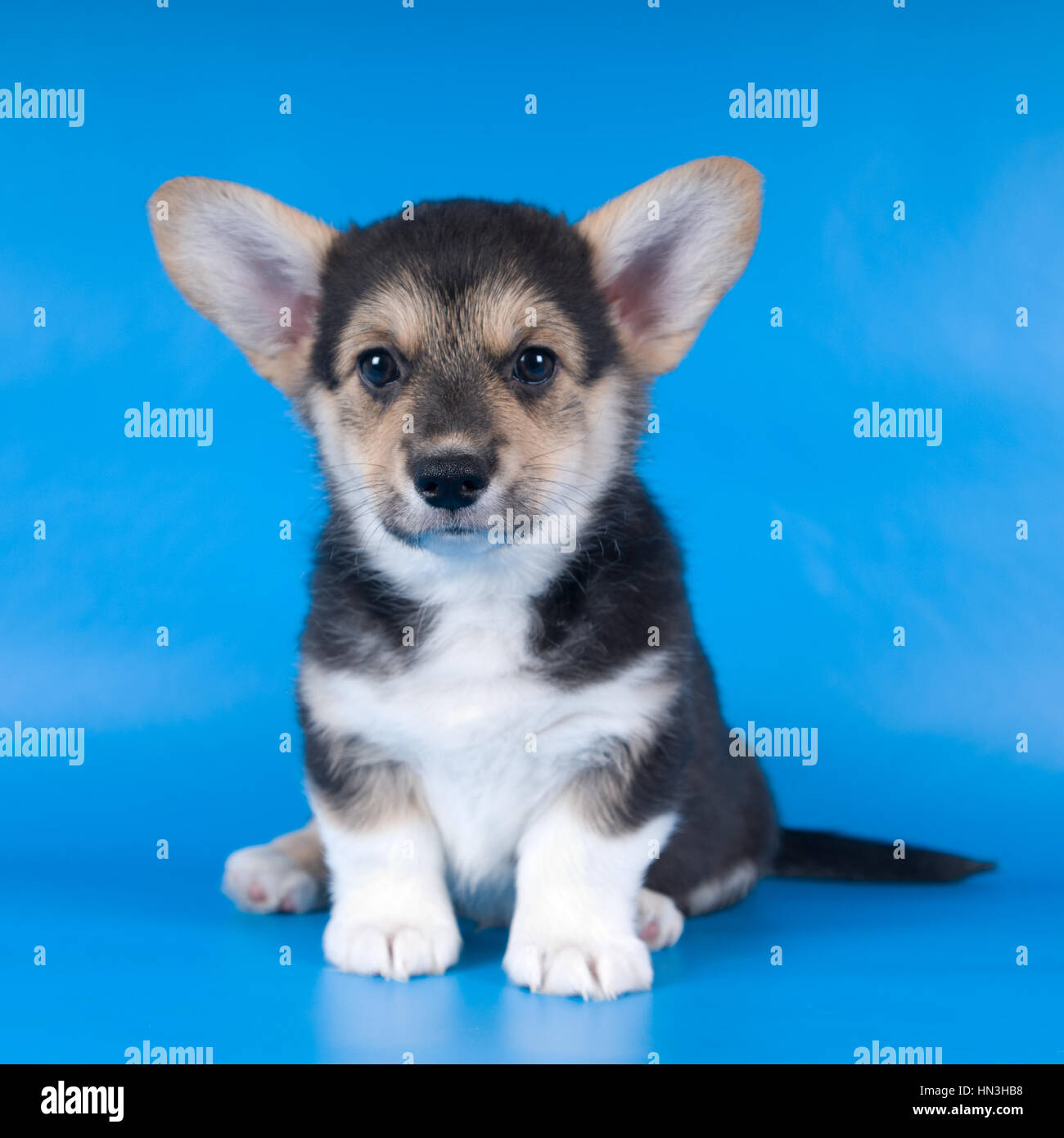 Two month Pembroke Welsh Corgi purebred puppy on blue background ...