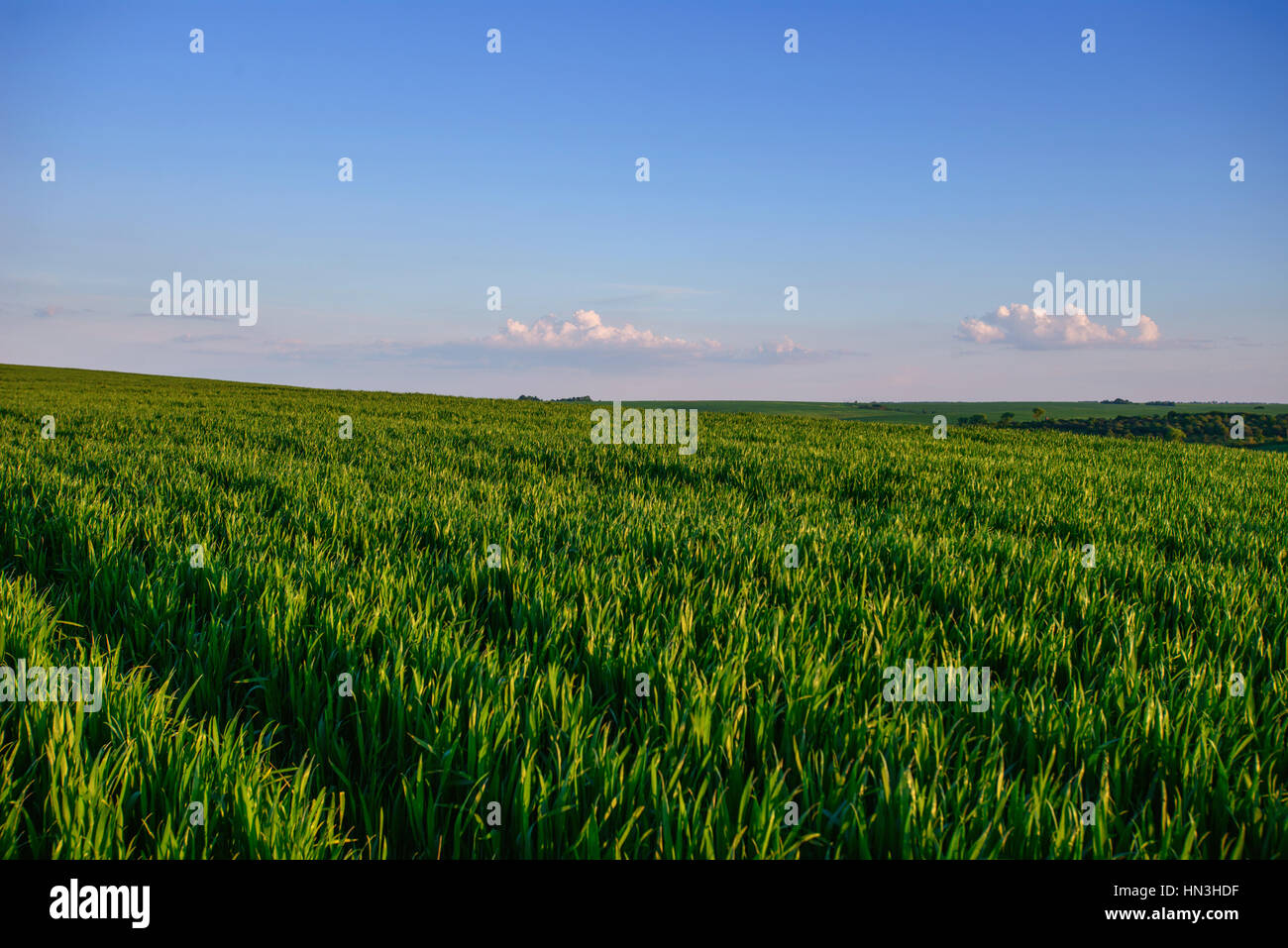 field of green grass Stock Photo - Alamy