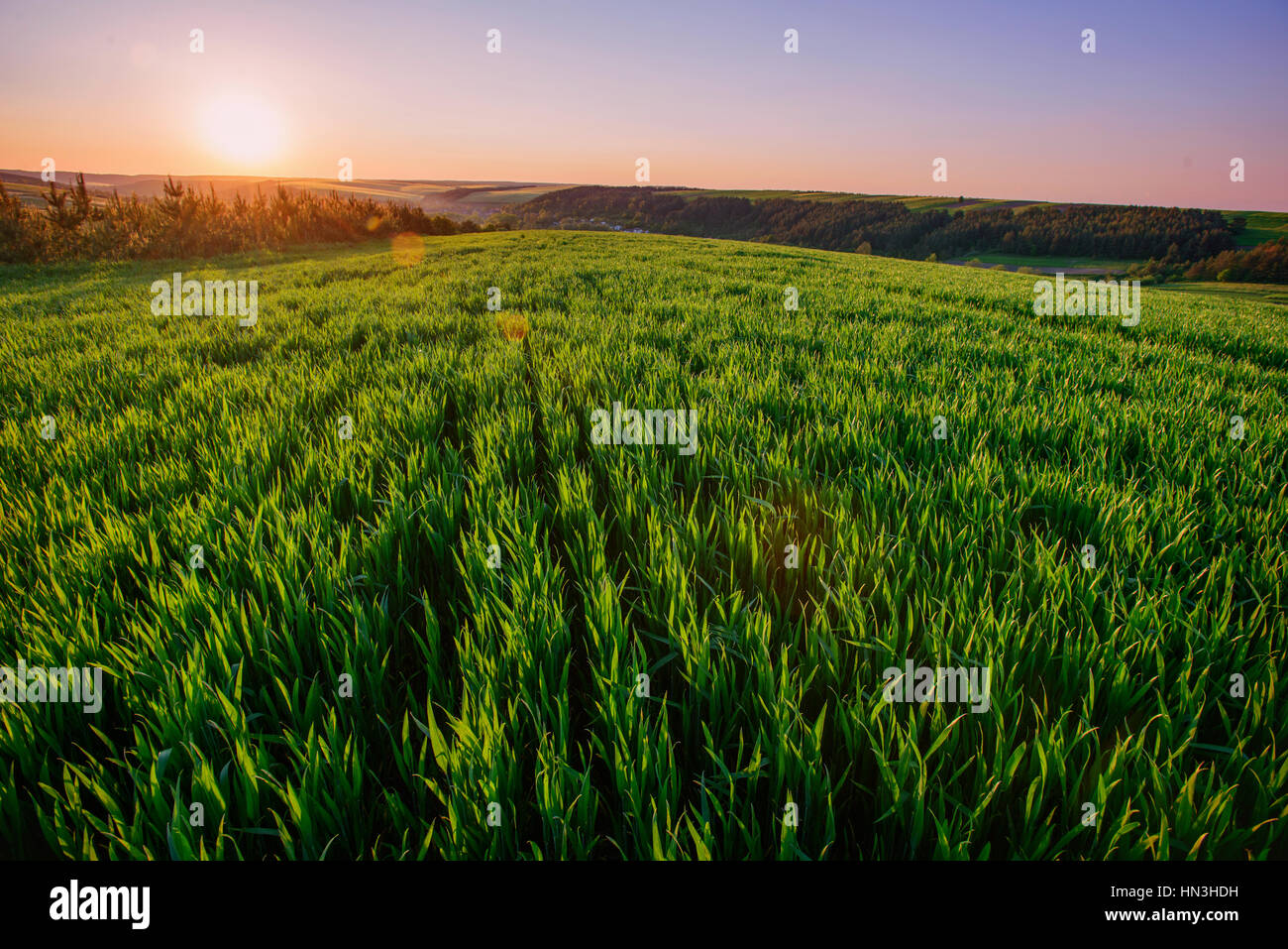 green field of tall grass Stock Photo - Alamy