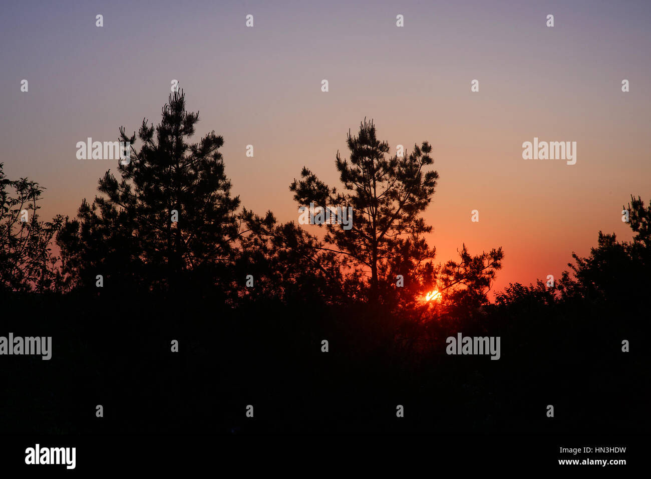 sunset through the trees Stock Photo - Alamy