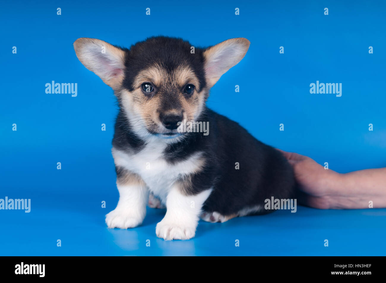 Two month Pembroke Welsh Corgi purebred puppy on blue background ...