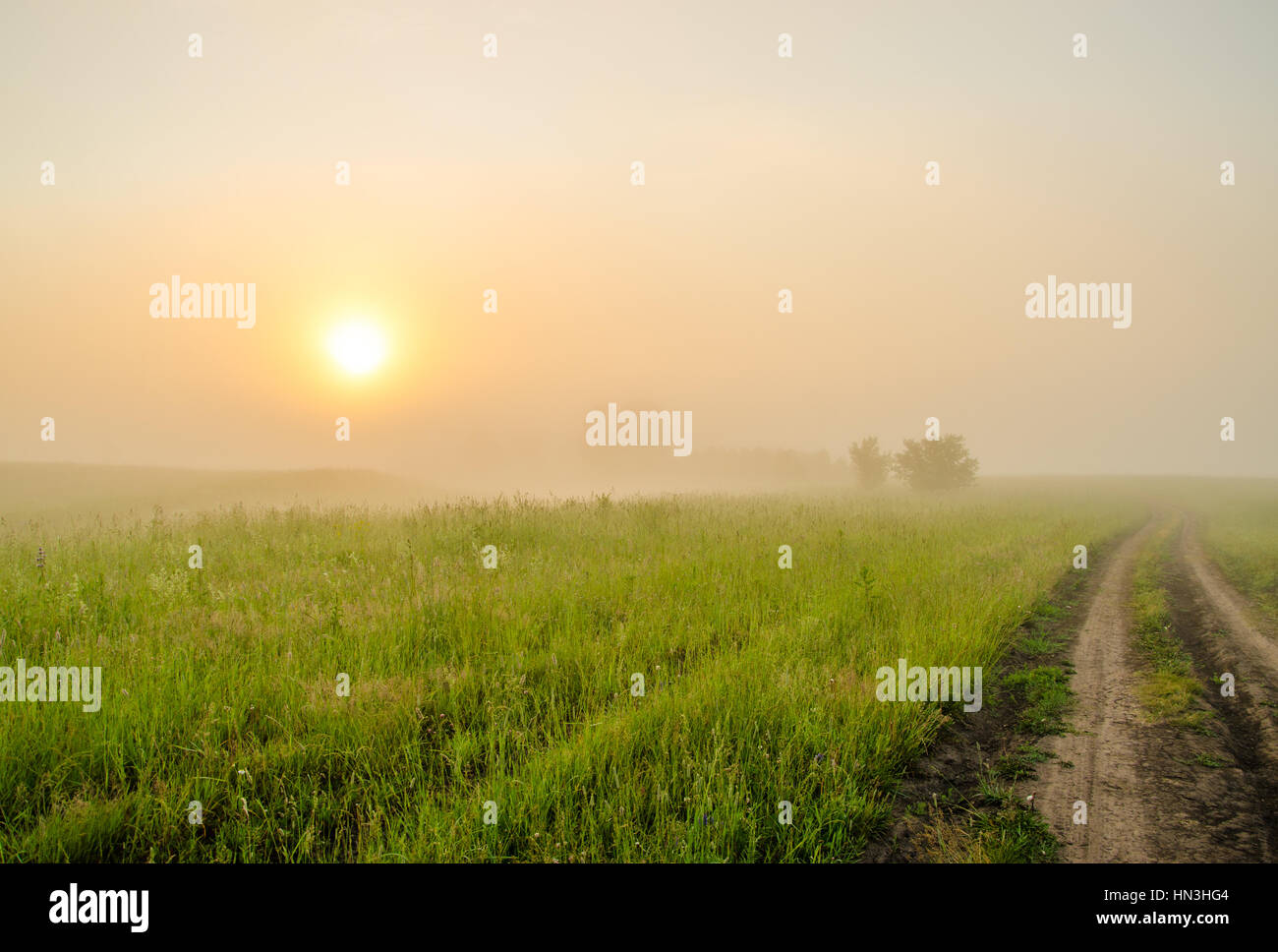 early morning. forest hiding in the fog. forest path thick morning fog ...