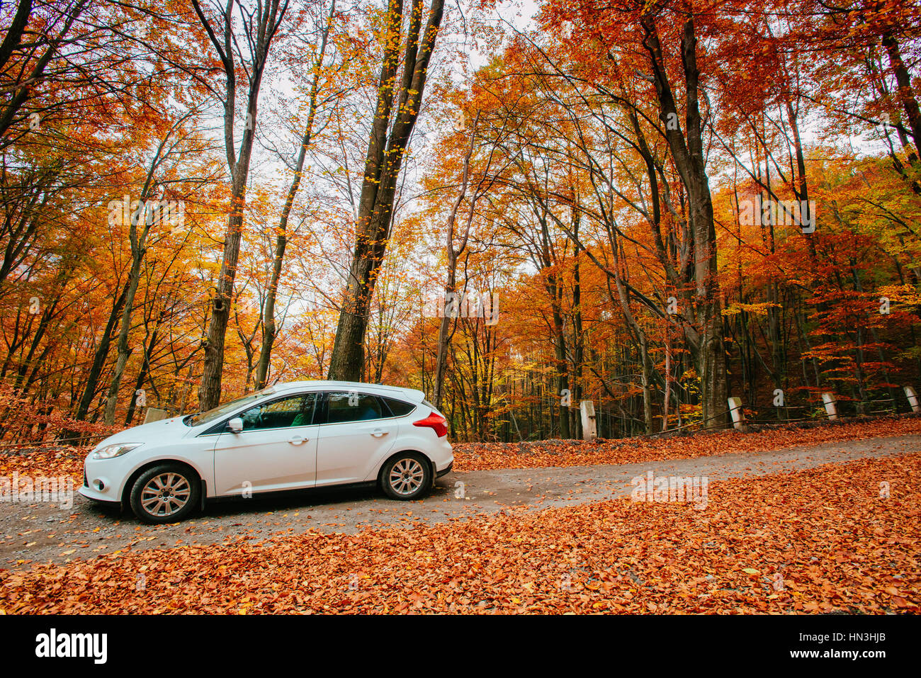 car on a forest path Stock Photo - Alamy