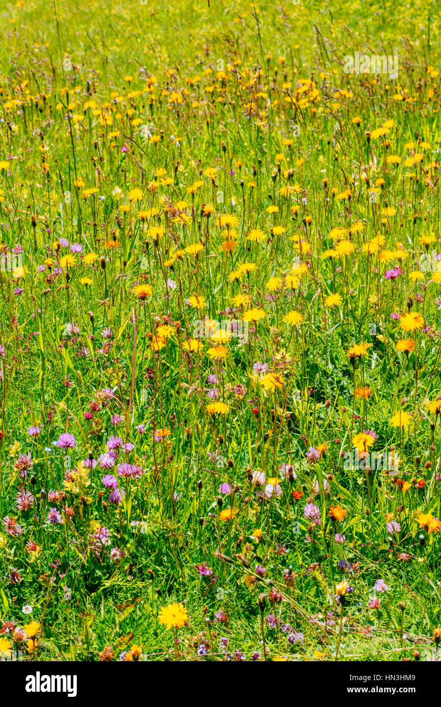 meadow of wildflowers Stock Photo - Alamy