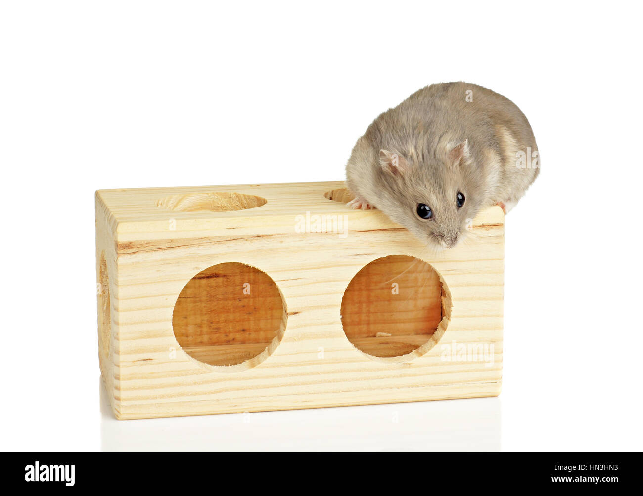 Furry dwarf hamster hi-res stock photography and images - Alamy