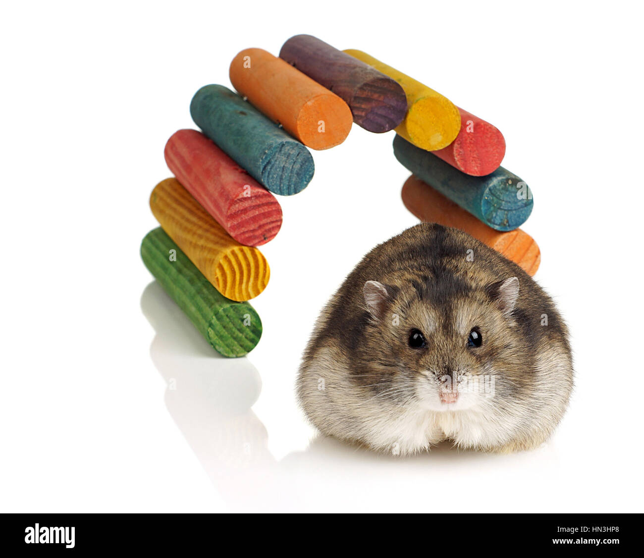 Dwarf Winter White Pet Hamster Sat by Colourful Wooden Archway on White ...