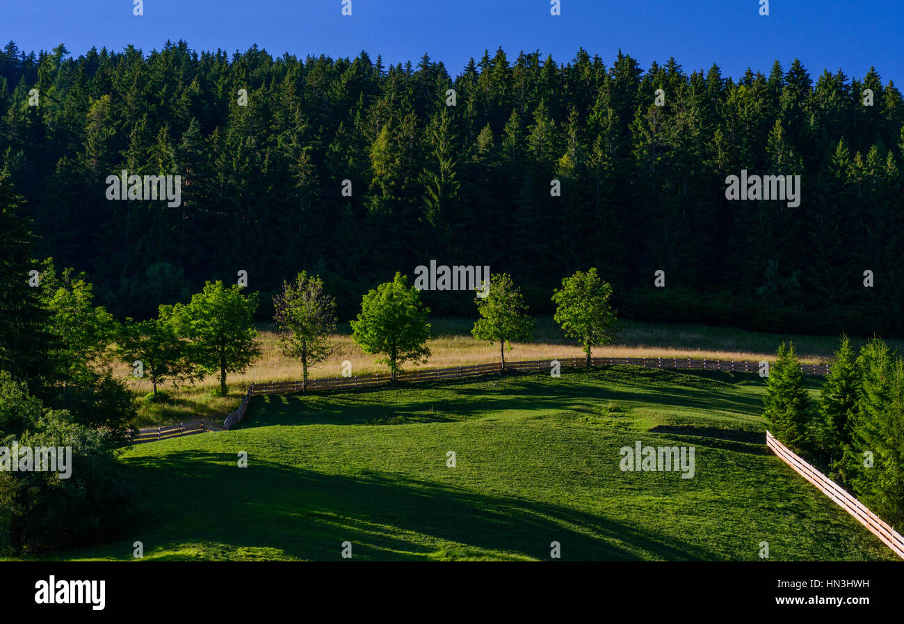 Forest clearing hi-res stock photography and images - Alamy