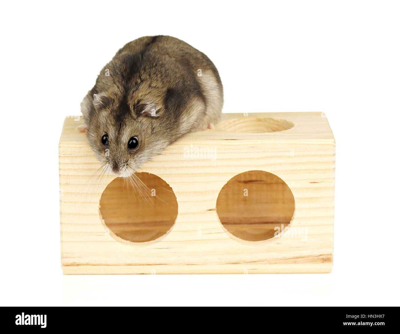 Brown and white hamster hi-res stock photography and images - Alamy
