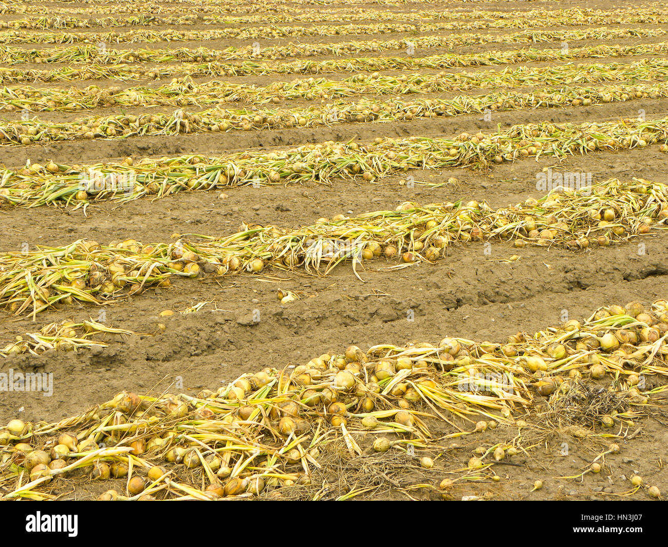 Rows of ripe onions in field ready for harvesting Stock Photo - Alamy