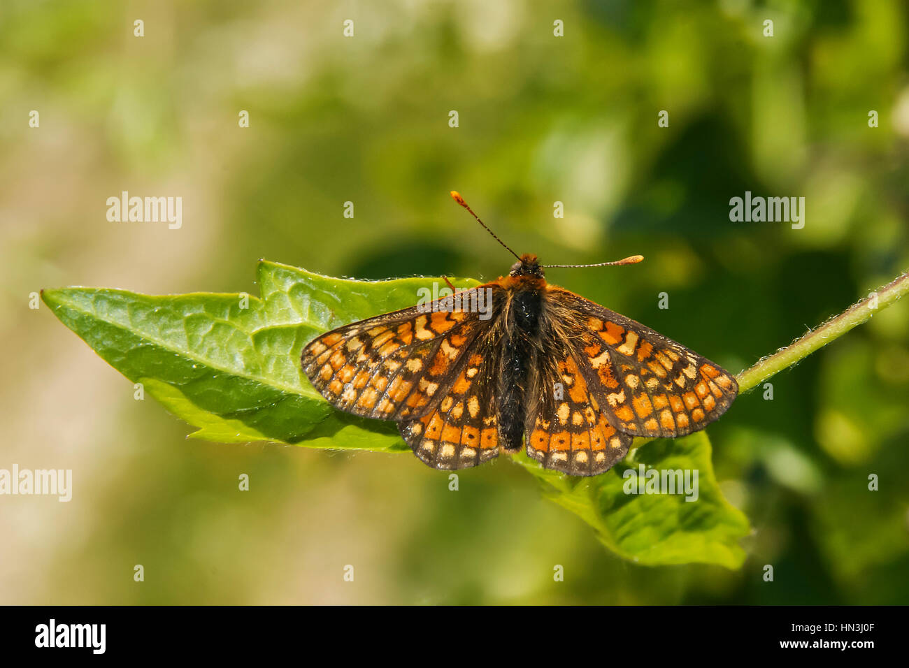 Tiny rare Marsh Fritillary butterfly, Euphydryas aurinia, resting on a ...