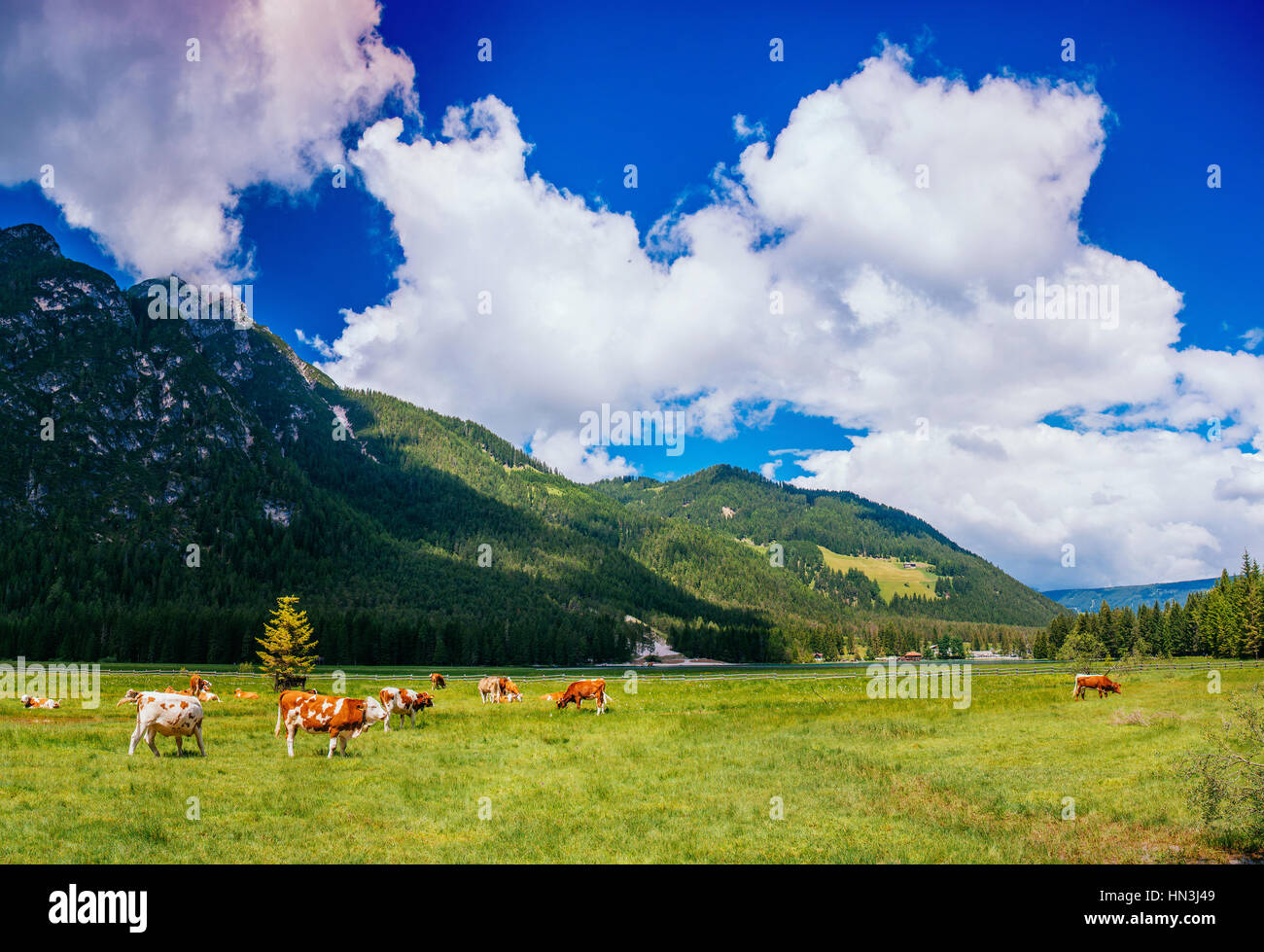 cows on pasture Stock Photo - Alamy