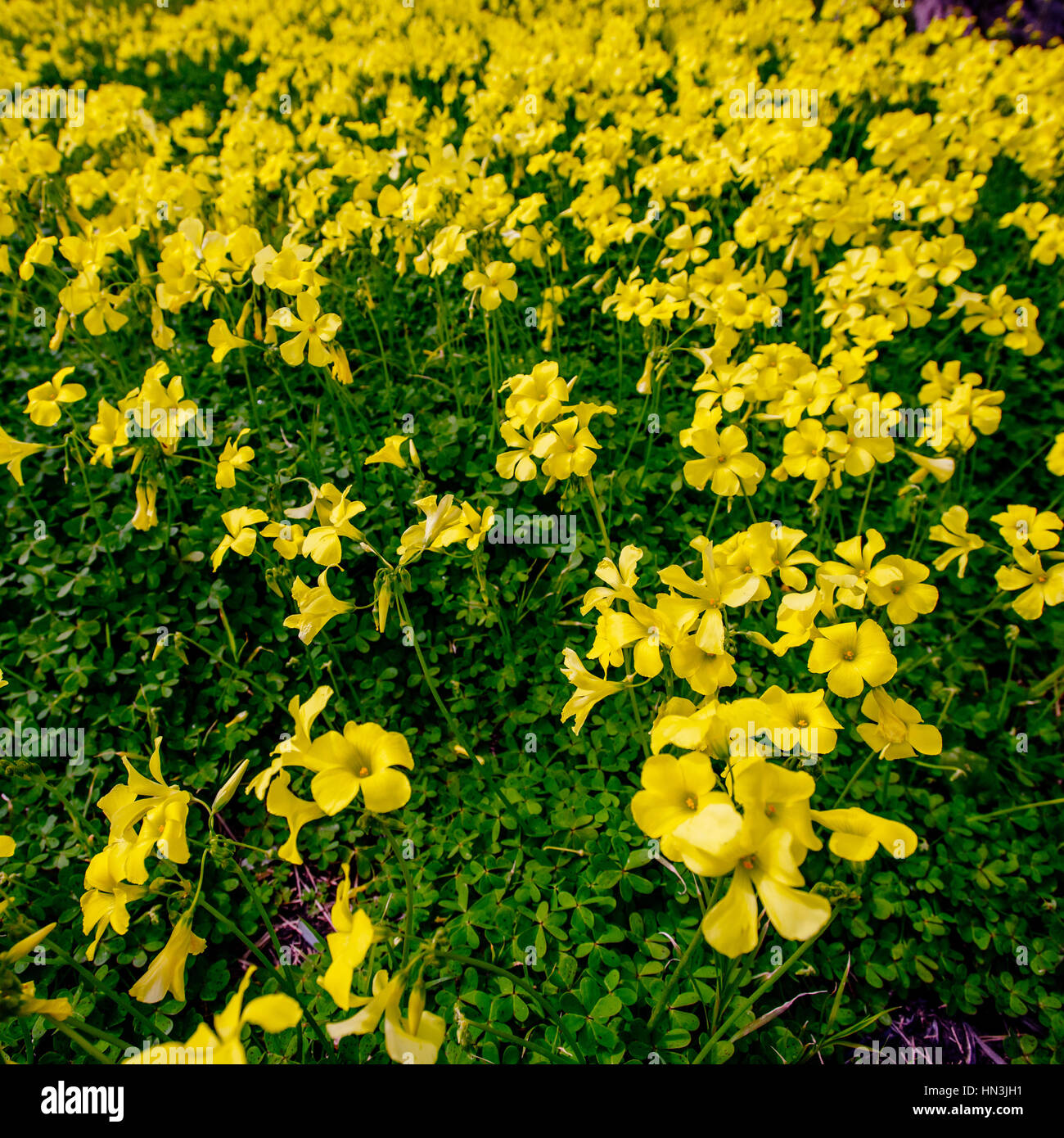 yellow flowers in the garden Stock Photo - Alamy