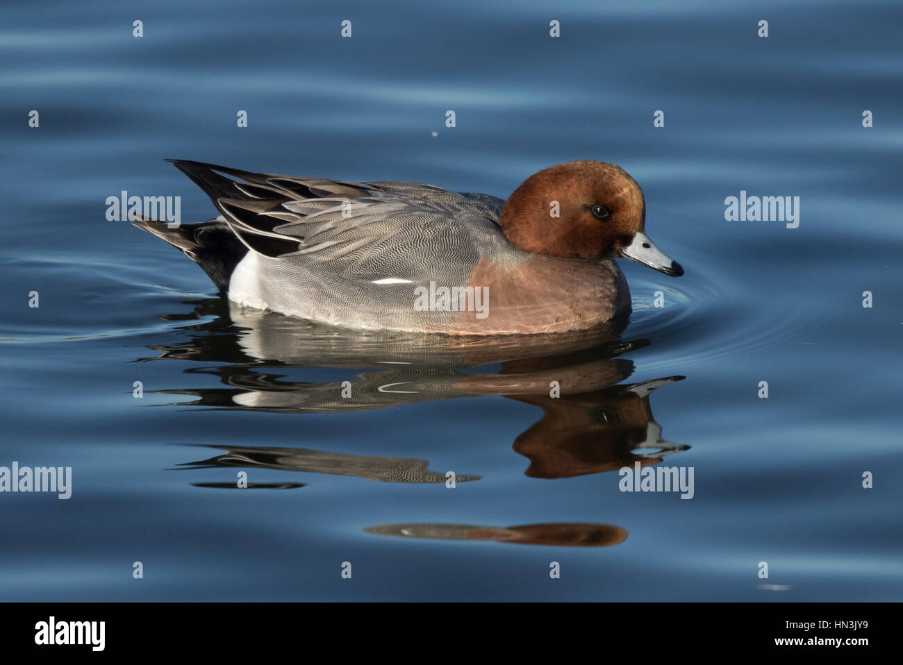 Eurasian wigeon migration hi-res stock photography and images - Alamy