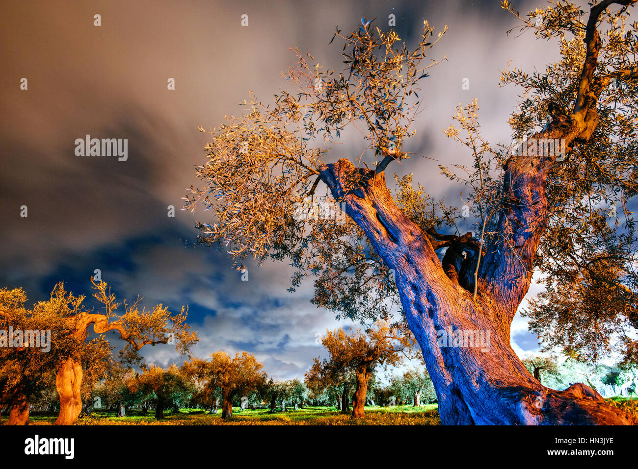 Yellow tree and starry sky Stock Photo - Alamy