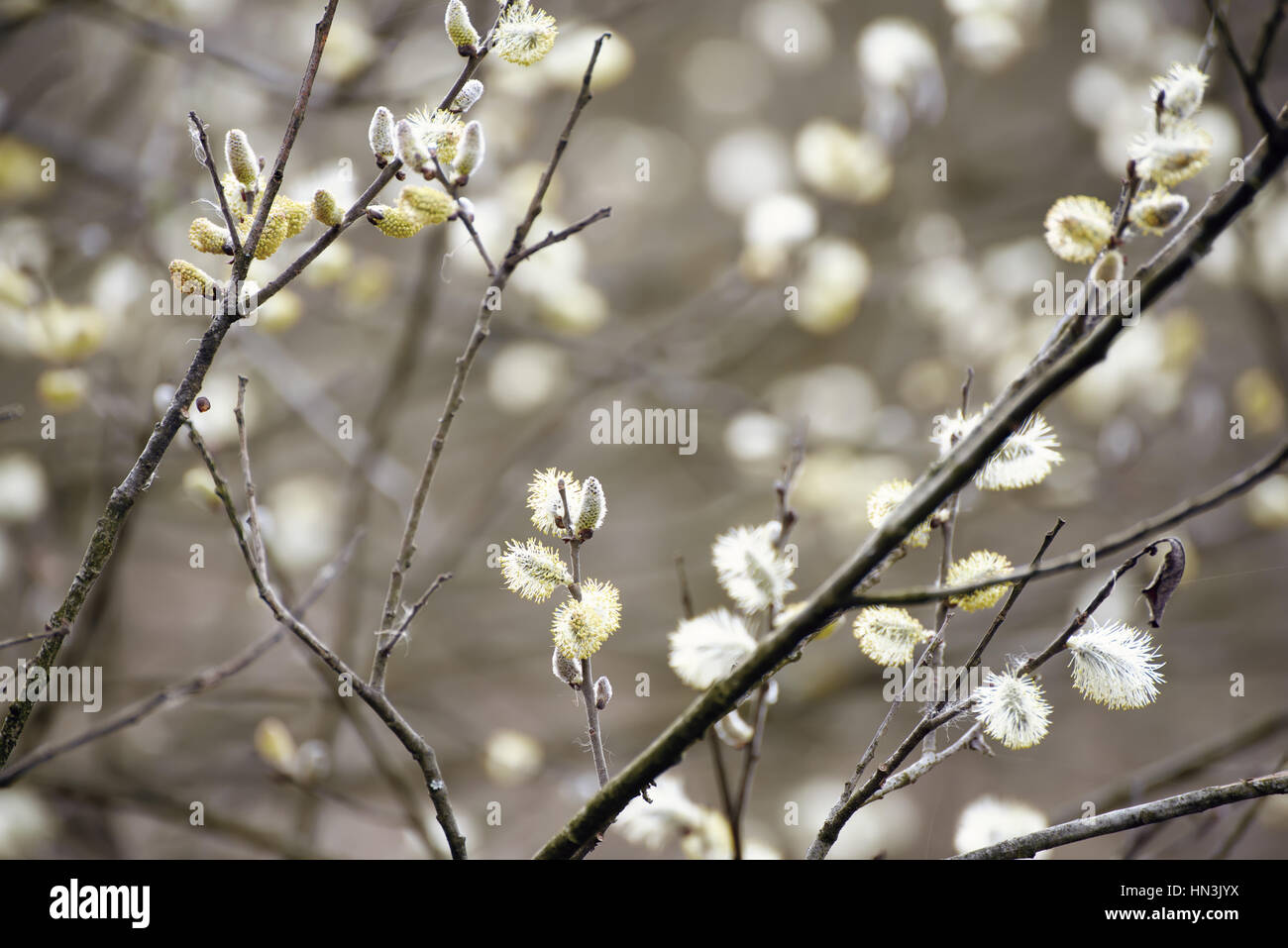 Blooming willow branch Stock Photo - Alamy