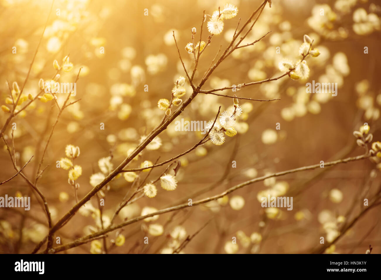 Blooming willow branch Stock Photo - Alamy