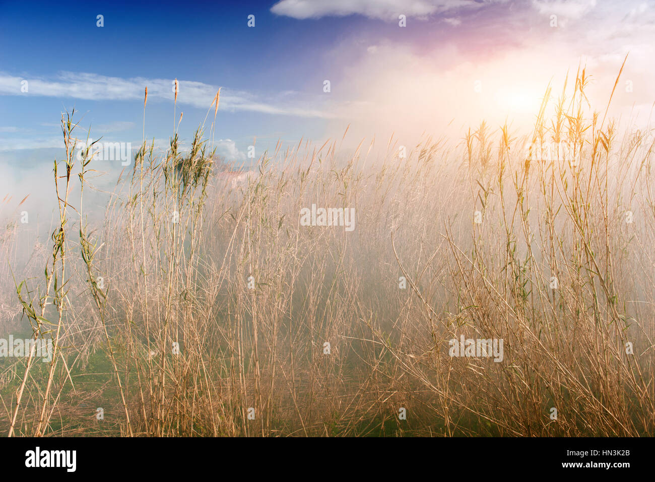 fog between grass Stock Photo - Alamy