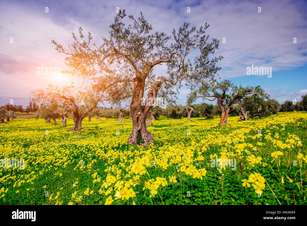 Beautiful yellow flowers in the garden Stock Photo - Alamy