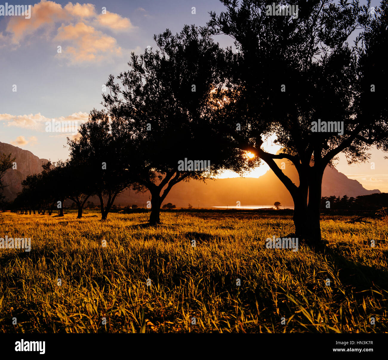 sunset through the trees Stock Photo - Alamy