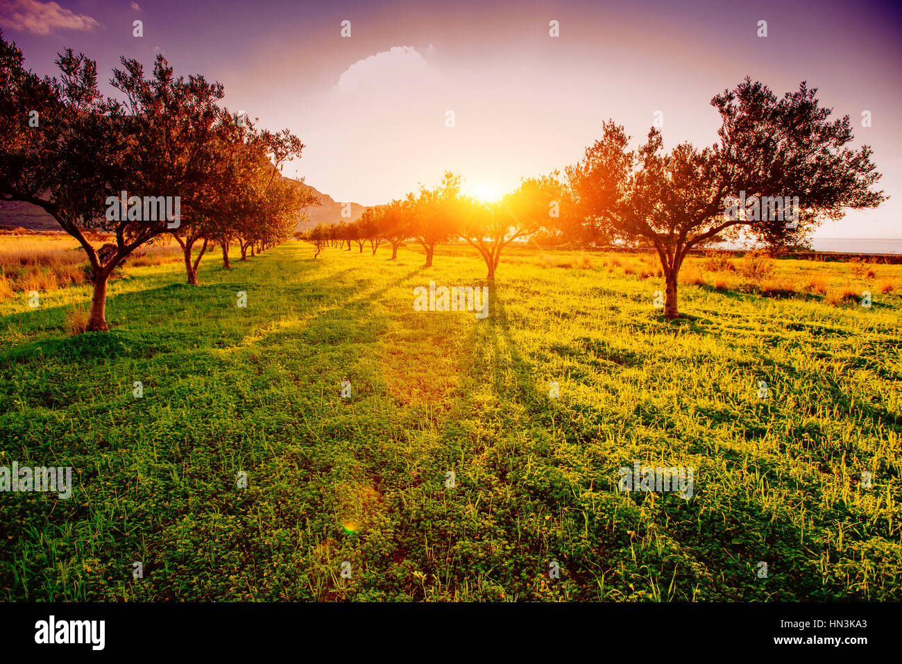Tree shadow with sunset Stock Photo - Alamy