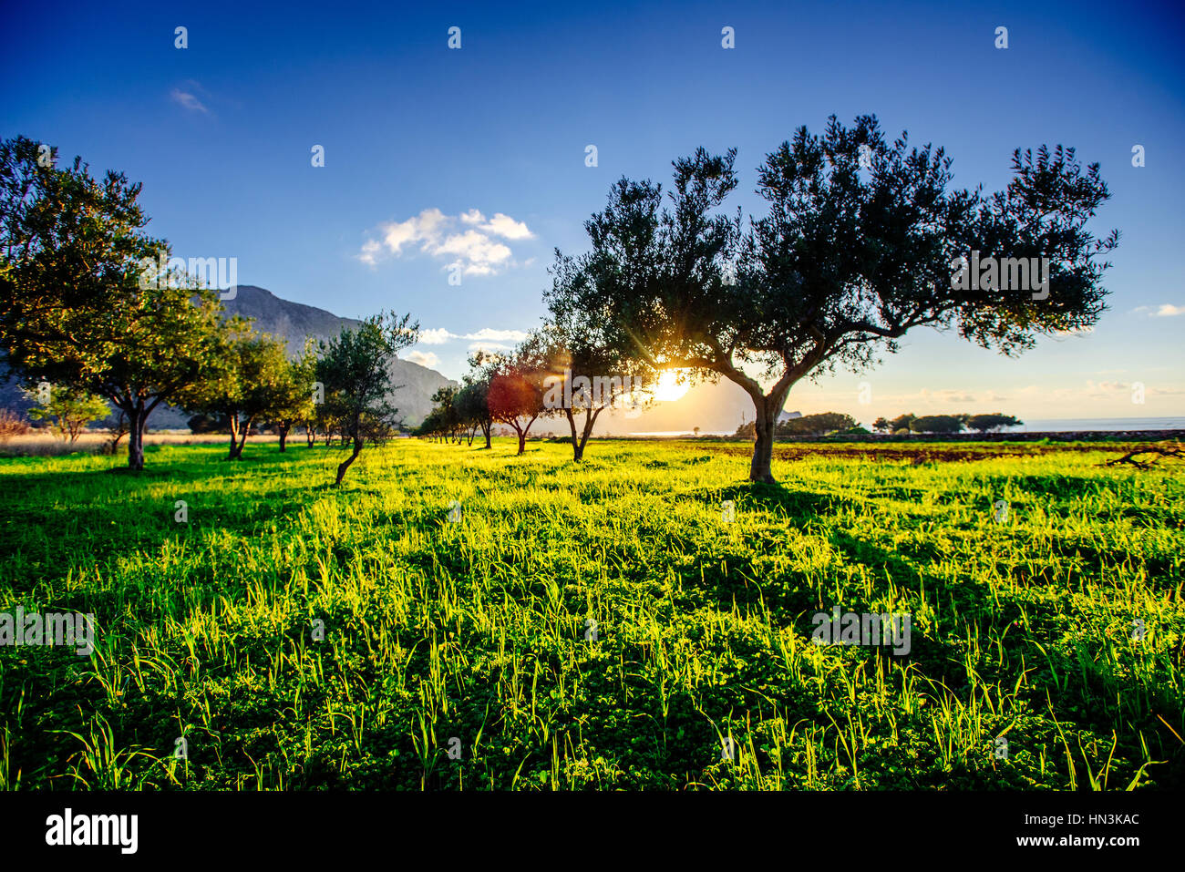 Tree shadow with sunset Stock Photo - Alamy