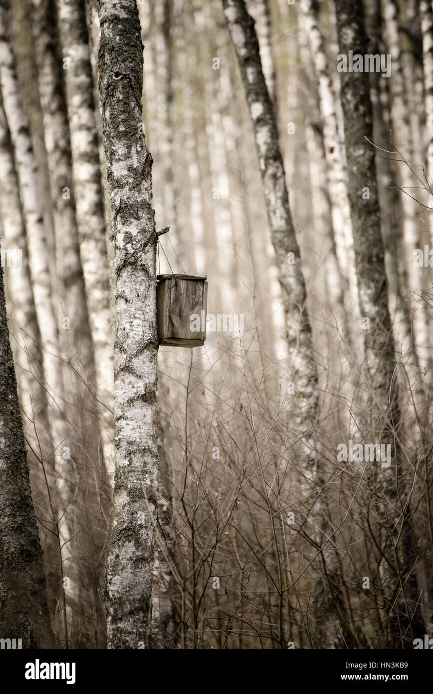 Nesting box in the forest Stock Photo - Alamy
