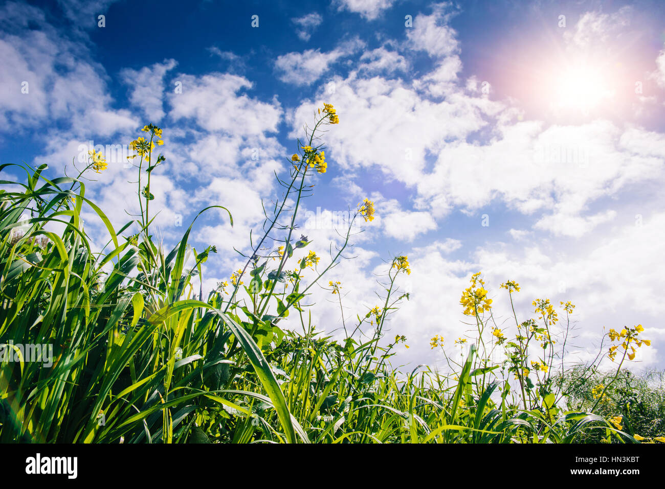 Yellow flowers and blue sky with fluffy white clouds sunshin Stock ...