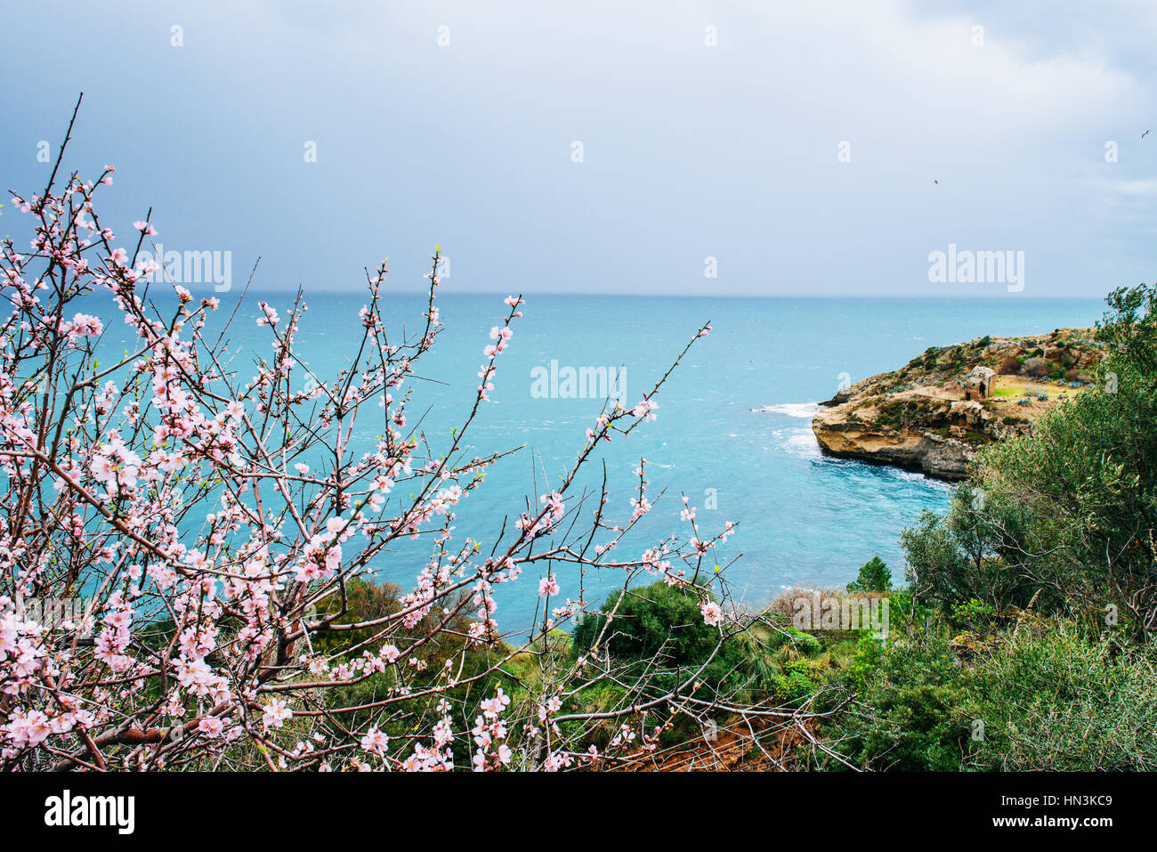 spring flowering tree on a background of sea Stock Photo - Alamy