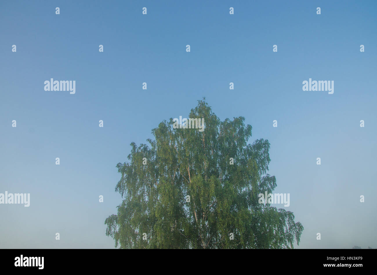 thick morning fog in the summer forest. thick morning fog in the forest ...