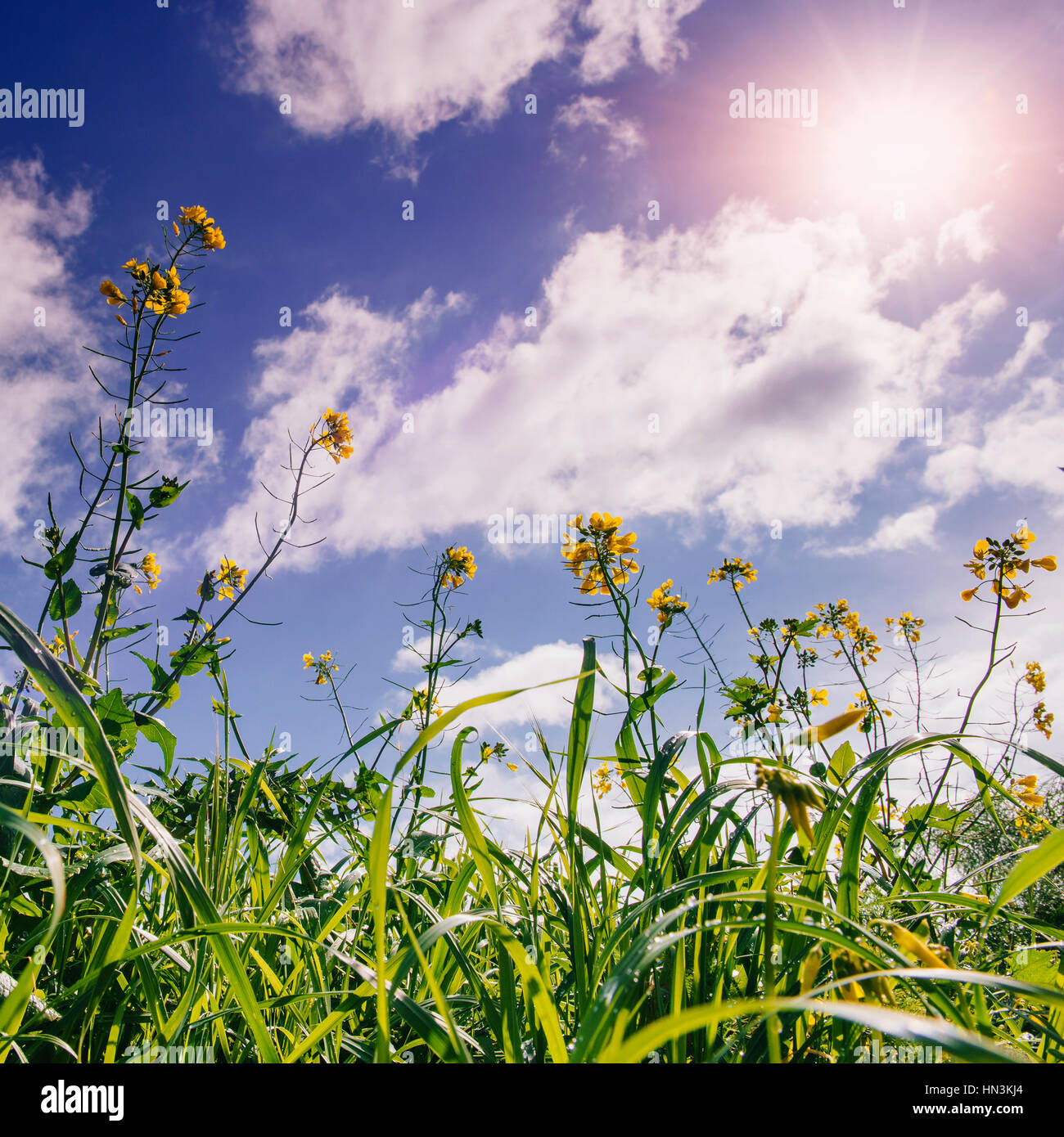 Yellow flowers and blue sky with fluffy white clouds sunshin Stock ...