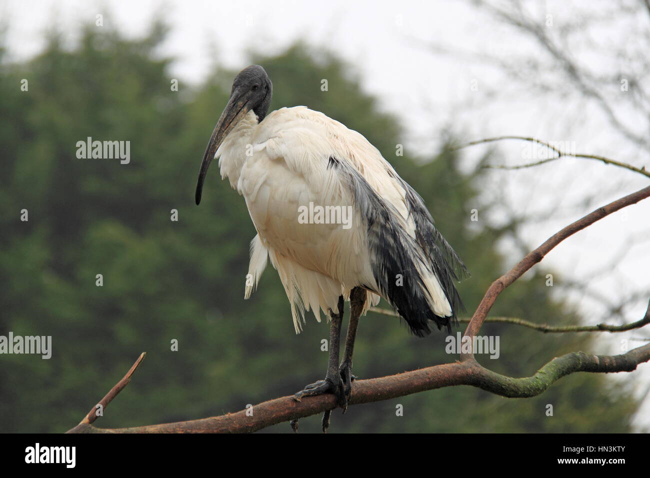 Australian White Ibis (Threskiornis moluccus), Birdworld, Holt Pound ...