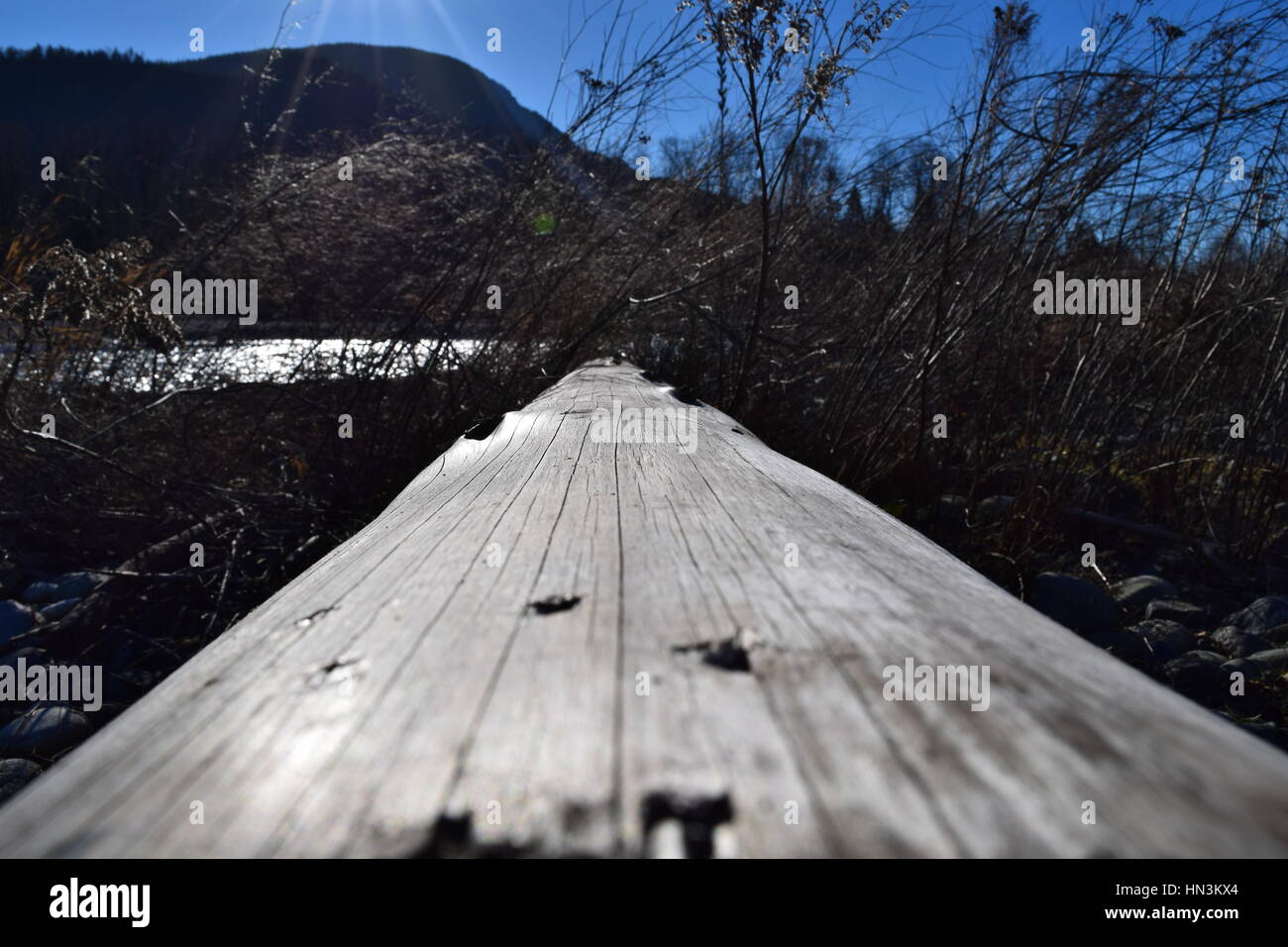 Fallen Tree by the river Stock Photo - Alamy