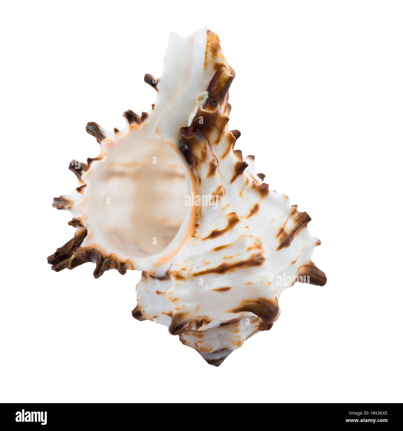 Sea Shell on a white background Stock Photo - Alamy