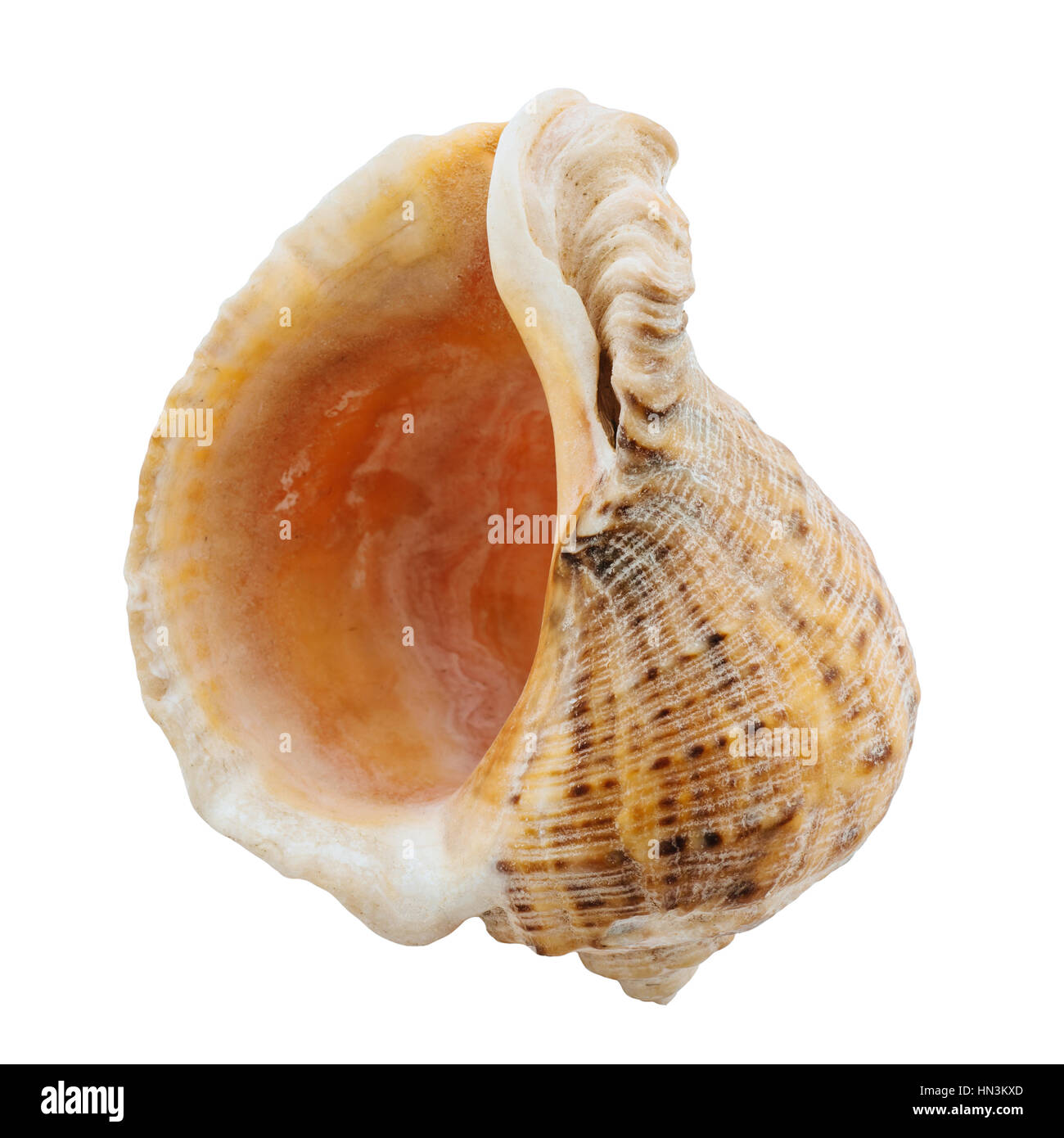 Sea Shell on a white background Stock Photo - Alamy
